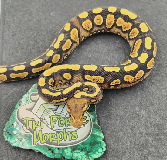 White Lace Mahogany 50% Het Clown White Lace Ball Python by Tri Force Morphs