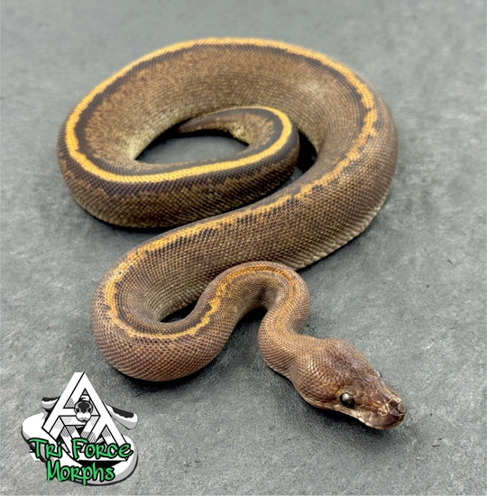 Super Mahogany Aka SUMA 100% Het Clown Ball Python by Tri Force Morphs