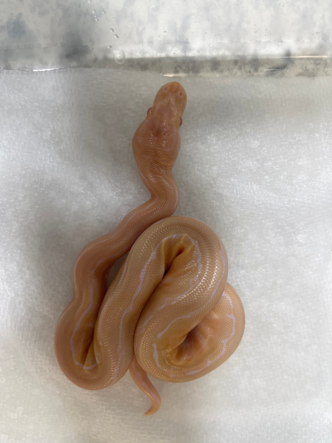 Albino Pinstripe Ball Python by Father & Son Reptiles - MorphMarket