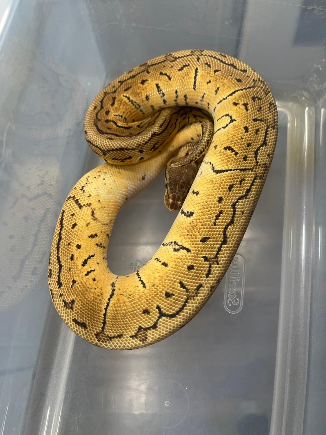 Pastel Pinstripe Het Pied Ball Python by Father & Son Reptiles ...