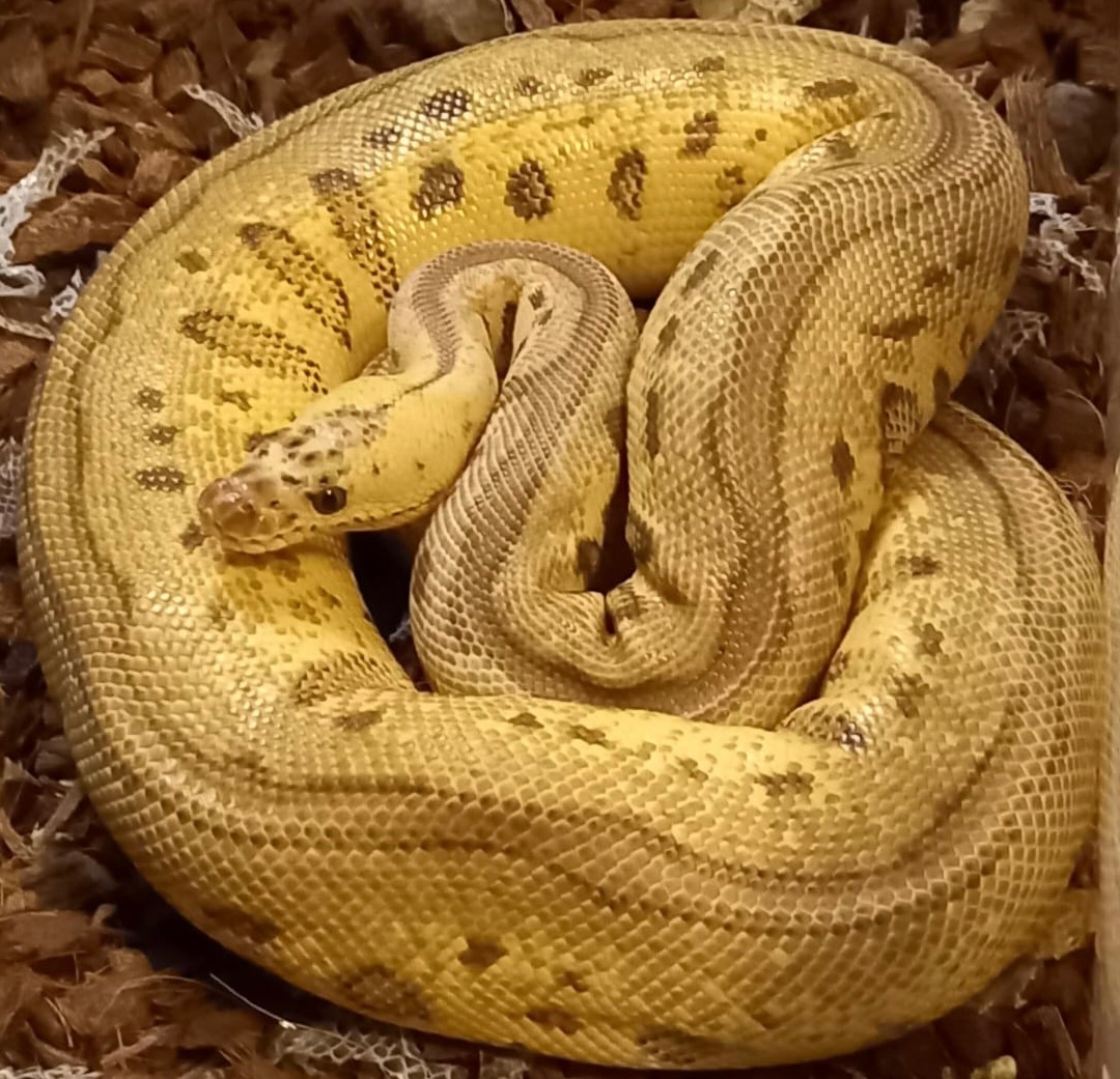 Pastel Batman Ball Python by Highland Royals - MorphMarket
