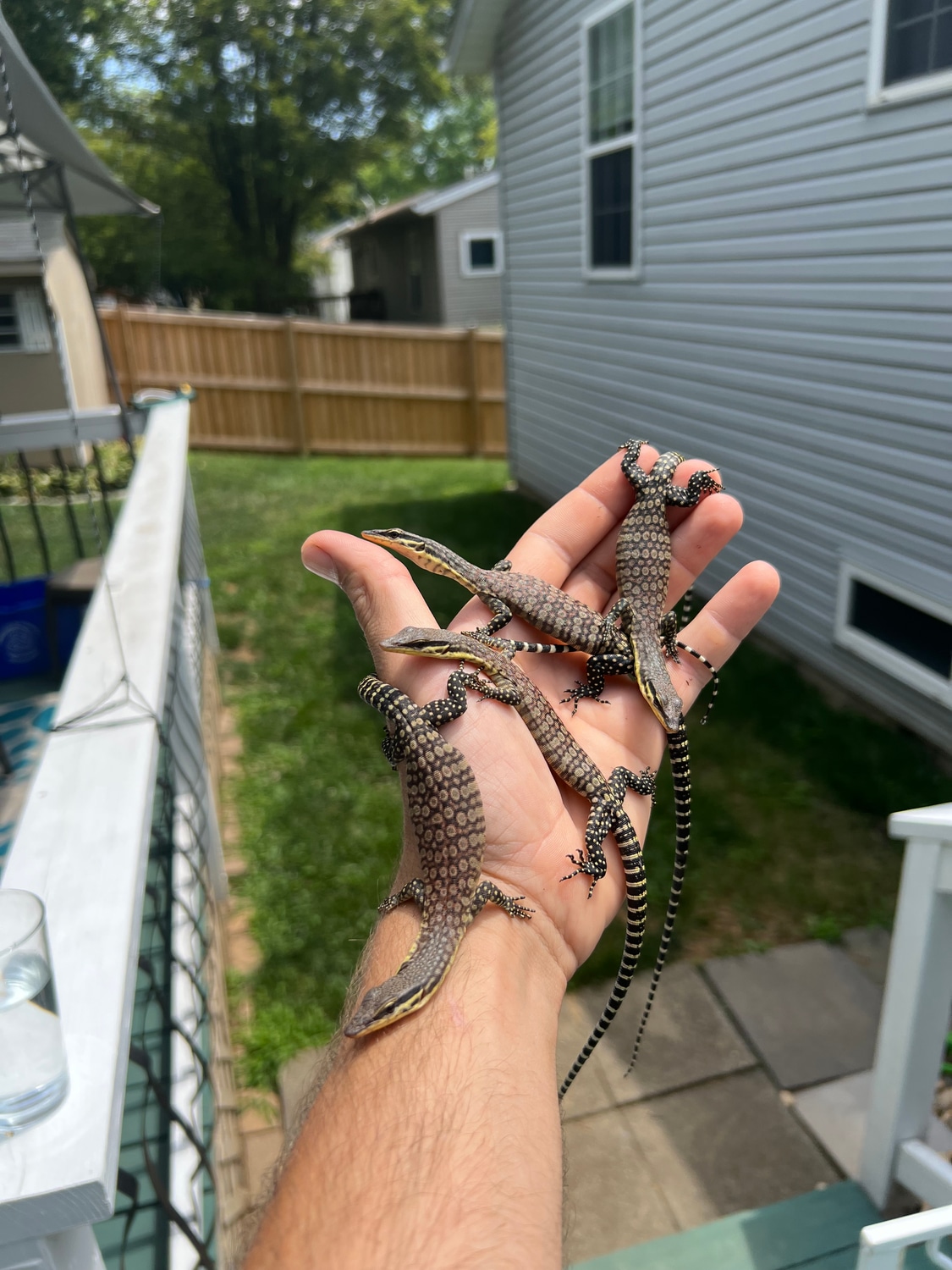 Kimberley Rock Monitors Other Monitor by John’s Exotics - MorphMarket