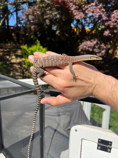 Kimberley Rock Monitors Other Monitor by John’s Exotics