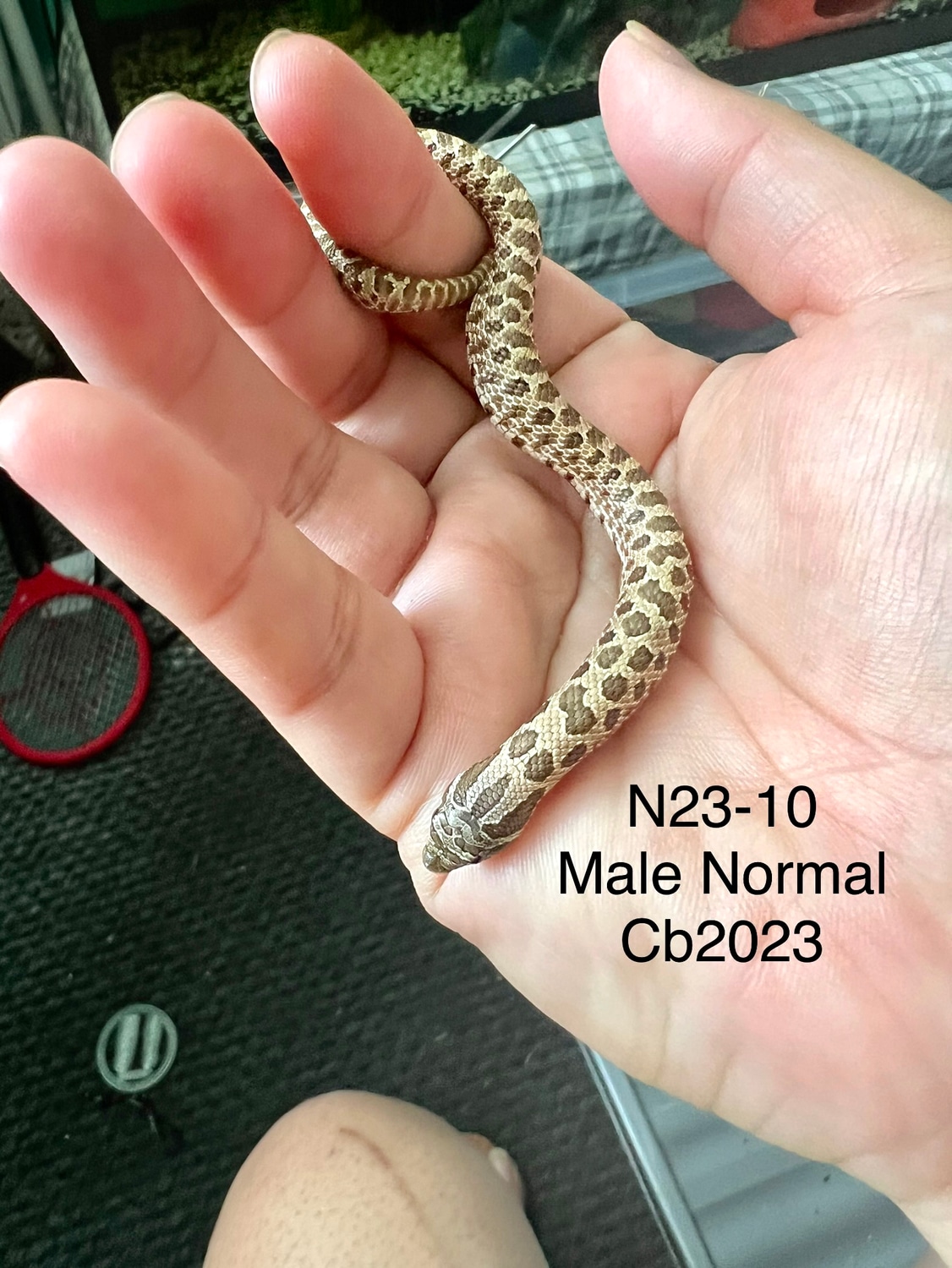 Normal Male Western Hognose by Htb Serpiente - MorphMarket