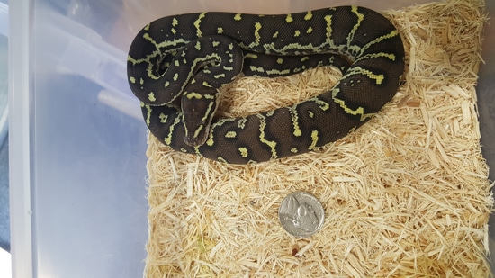 Angolan Pythons by John Michael Reptiles