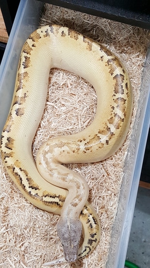 Ivory Blood Python by John Michael Reptiles