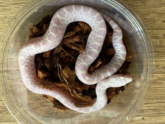 CB 24' Beautiful Lavender Snow Bulls Bullsnake by Tom Chiang