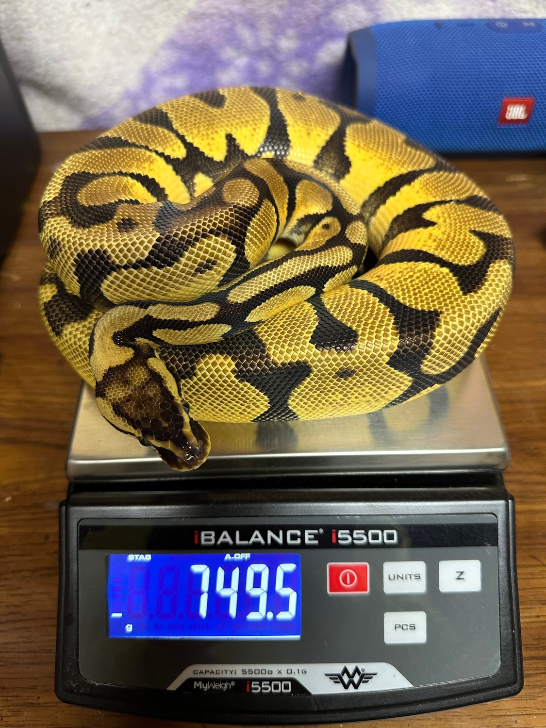 Pastel Enchi Ball Python by Elite Exotics BP - MorphMarket