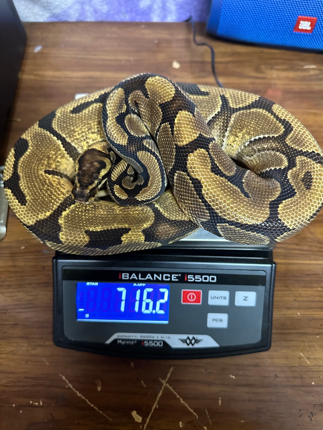 Enchi Ball Python by Elite Exotics BP - MorphMarket