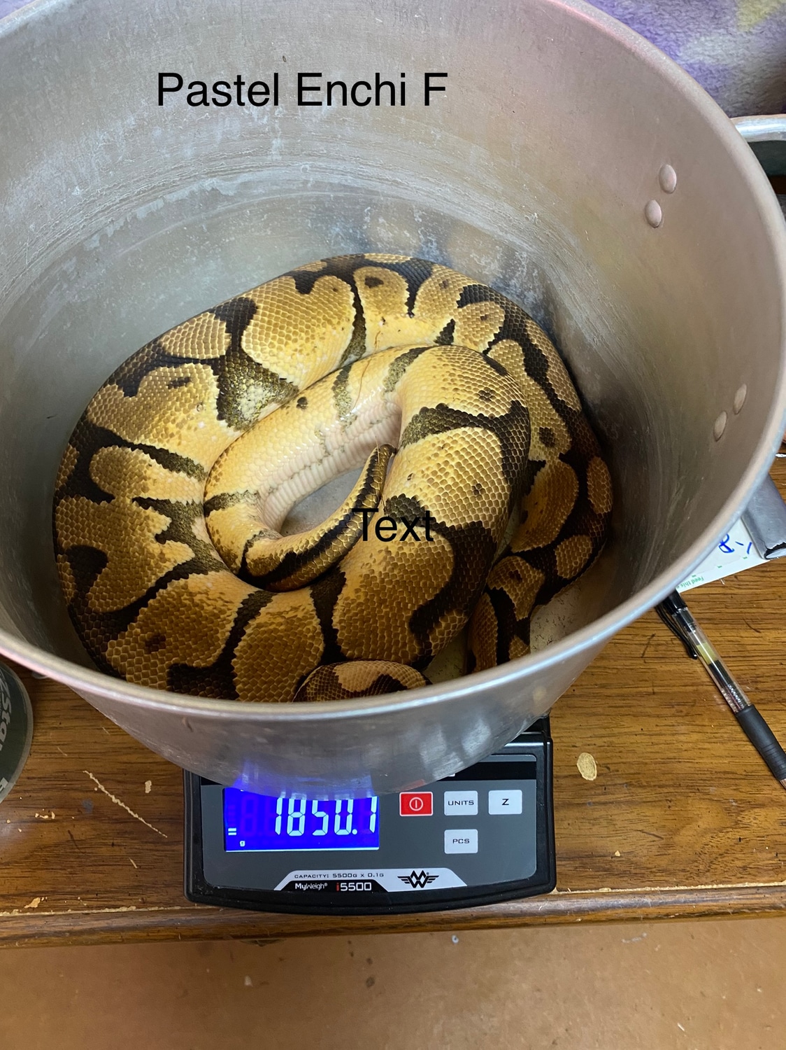 Pastel Enchi Ball Python by Elite Exotics BP - MorphMarket