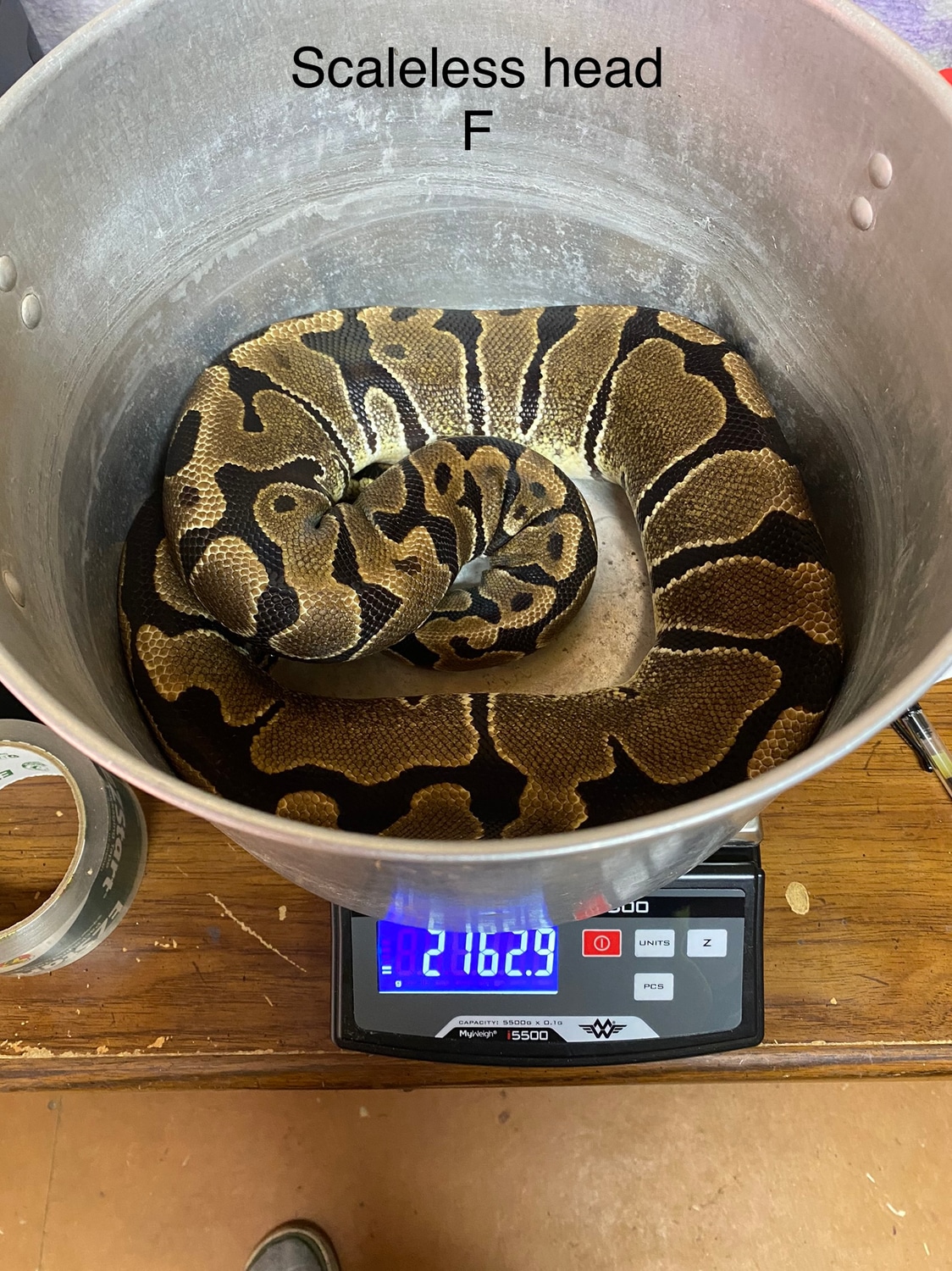Scaless Head Ball Python by Elite Exotics BP - MorphMarket