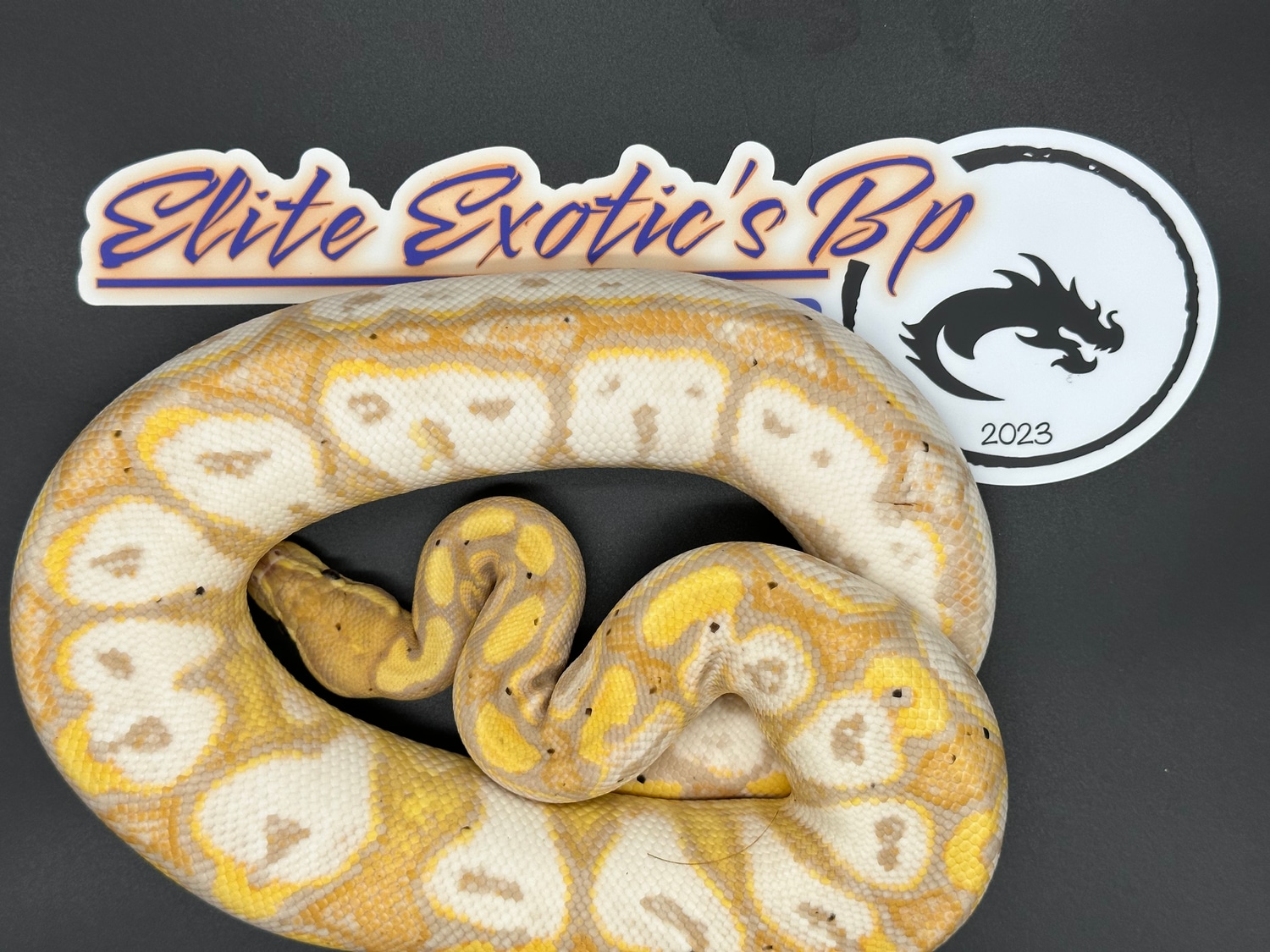 Coral Glow Calico Mystic 66% Het Monsoon Ball Python by Elite Exotics ...