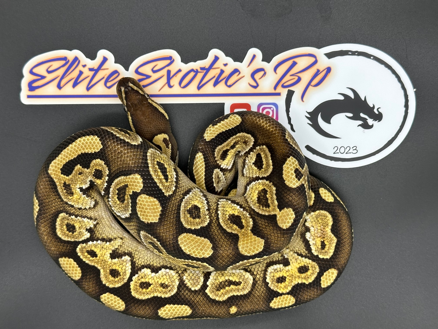 Mystic 66%het Monsoon Ball Python by Elite Exotics BP - MorphMarket