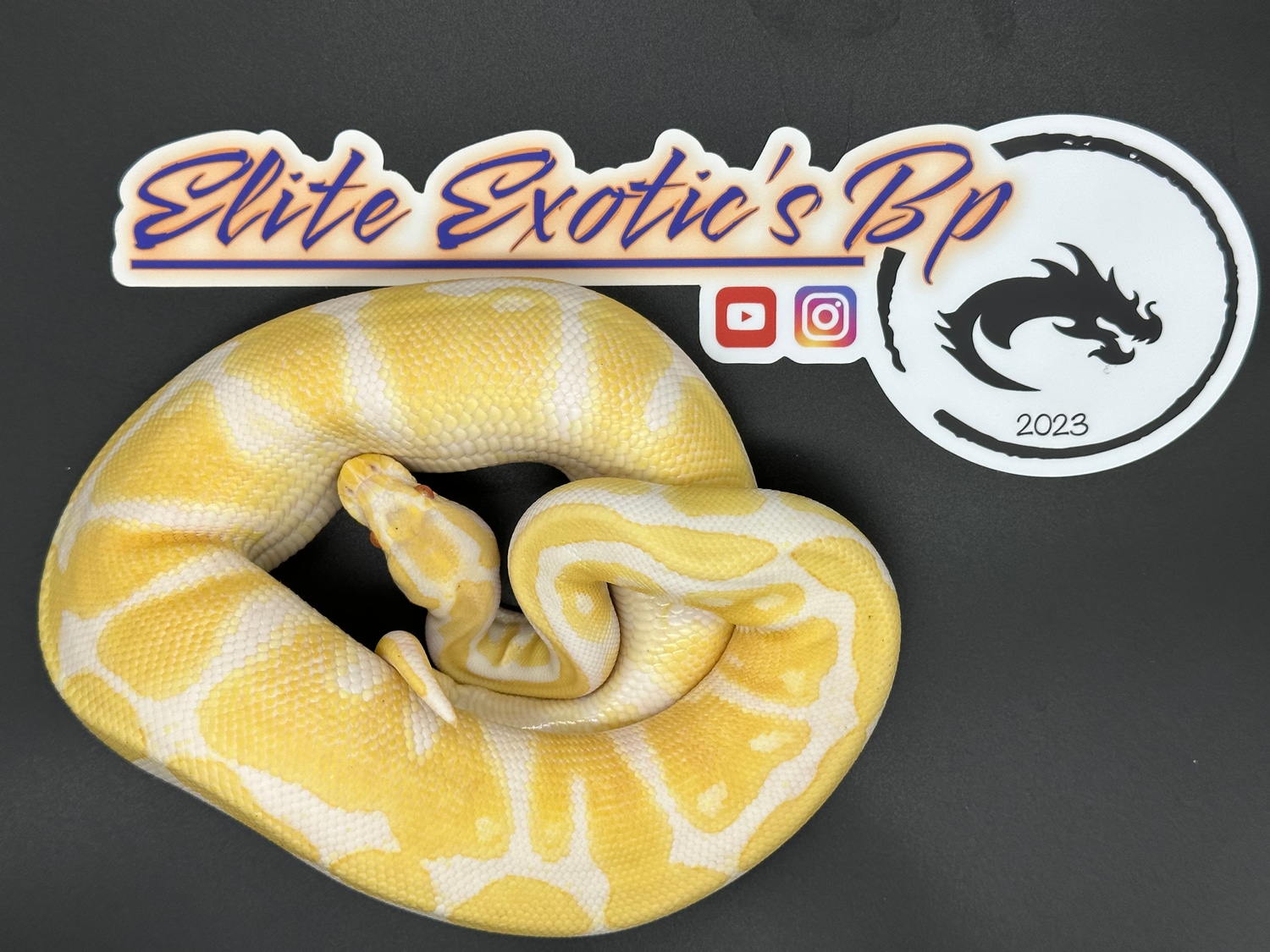 Albino Ball Python by Elite Exotics BP - MorphMarket