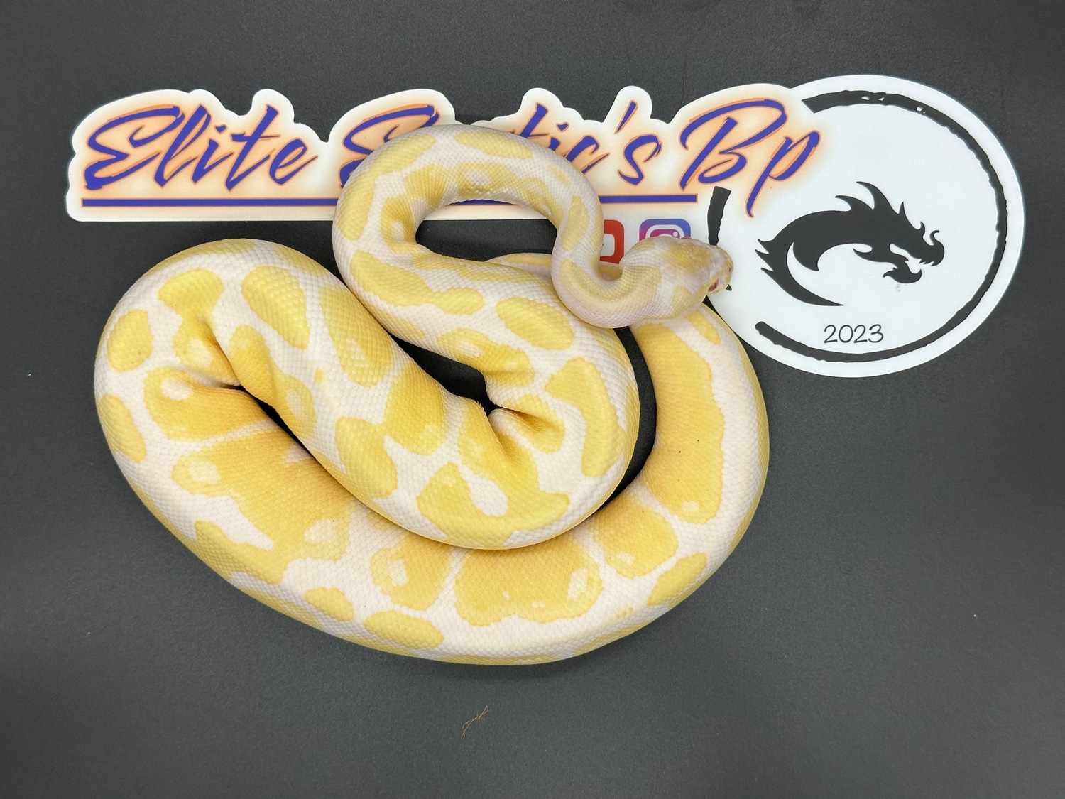 Albino Ball Python by Elite Exotics BP - MorphMarket
