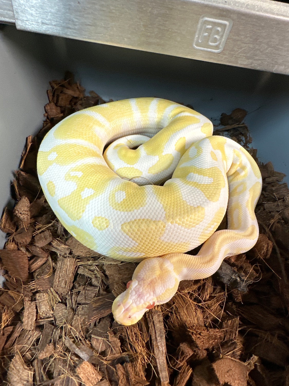 Albino Ball Python by Elite Exotics BP - MorphMarket