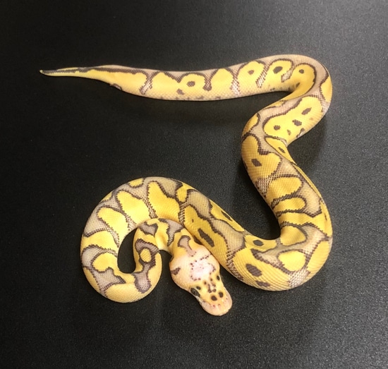 Super Pastel “Killer” Clown Ball Python by Underworld Exotics Ltd.