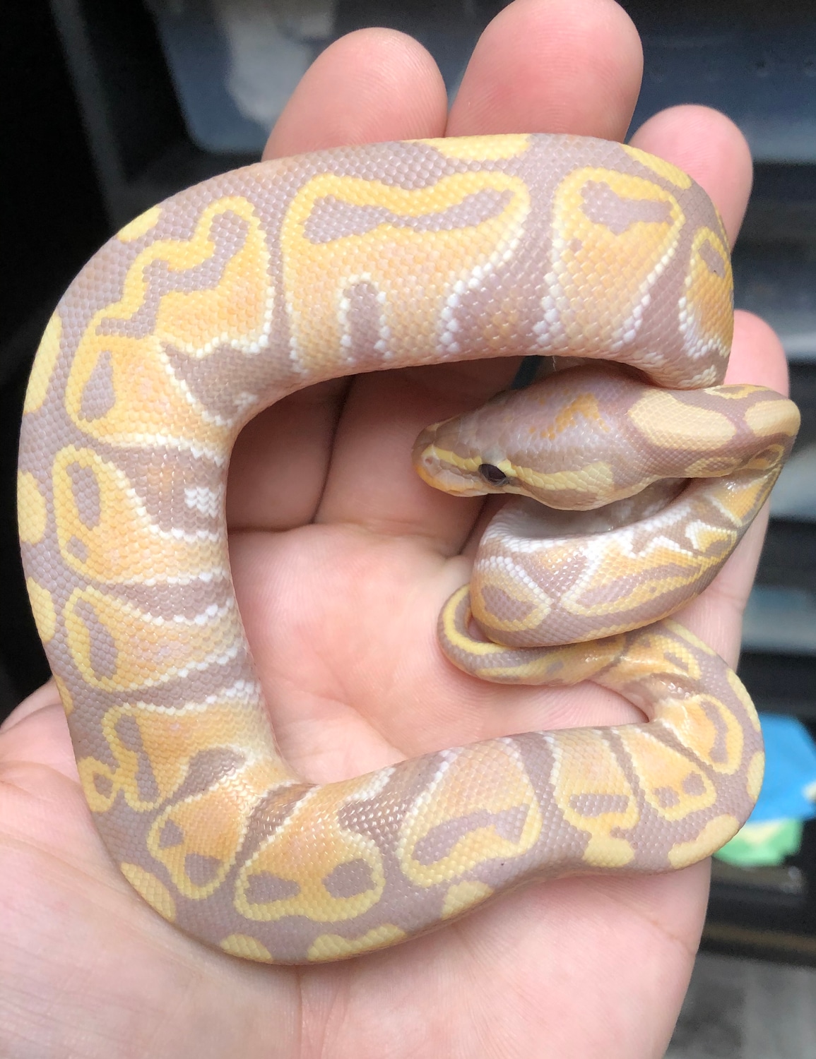 Coral Glow Ball Python by Underworld Exotics Ltd. - MorphMarket