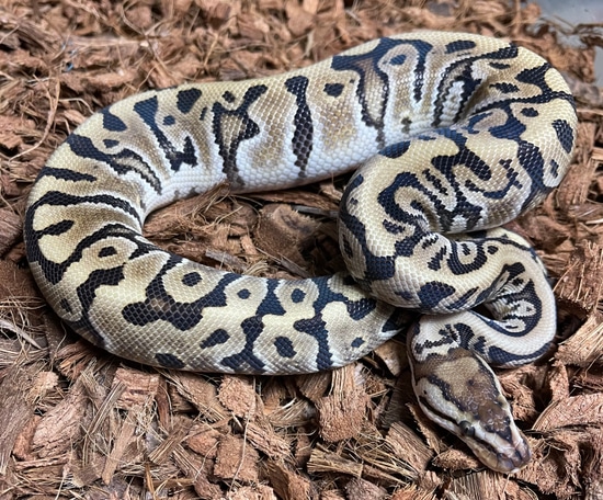 Hidden Gene Woma+ Het Clown Ball Python by Underworld Exotics Ltd.