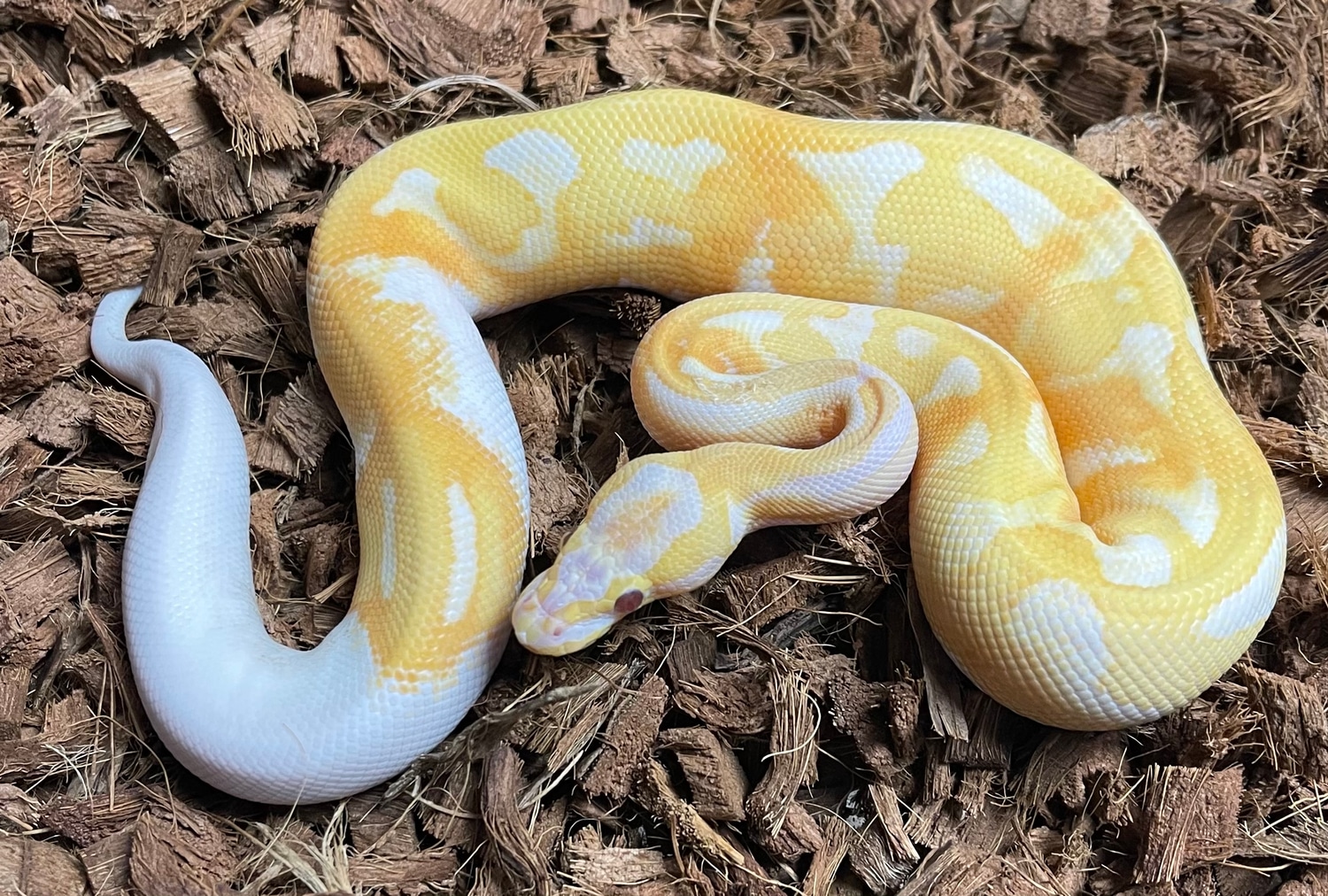 Dreamsicle Ball Python by Underworld Exotics Ltd. - MorphMarket