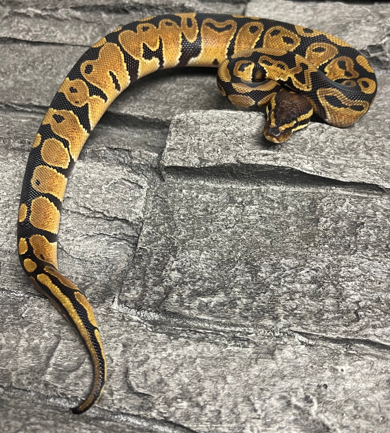 100% Het Candy Ball Python by Underworld Exotics Ltd. - MorphMarket