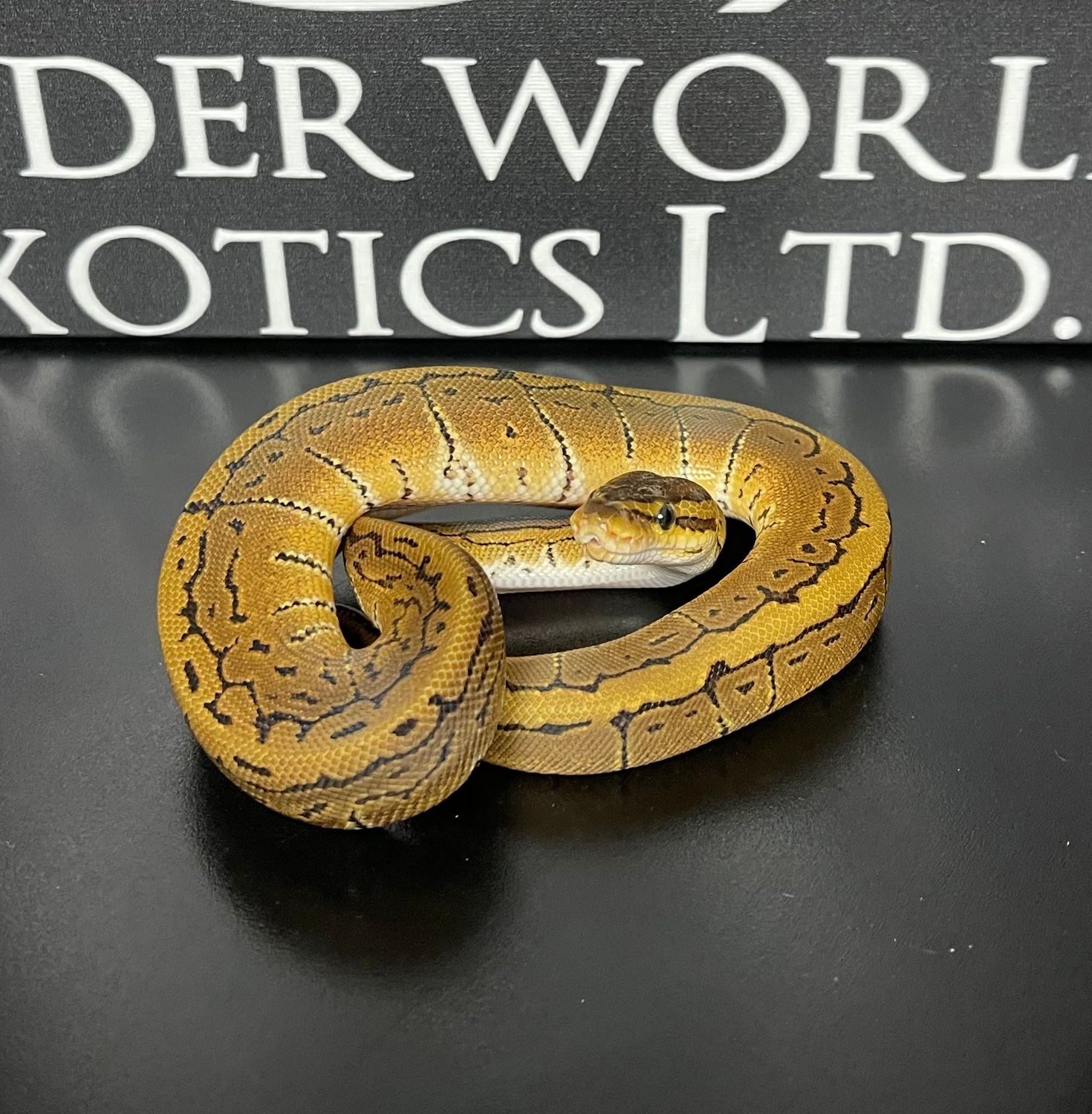 Pinstripe 💯% Het Candy Ball Python by Underworld Exotics Ltd. - MorphMarket