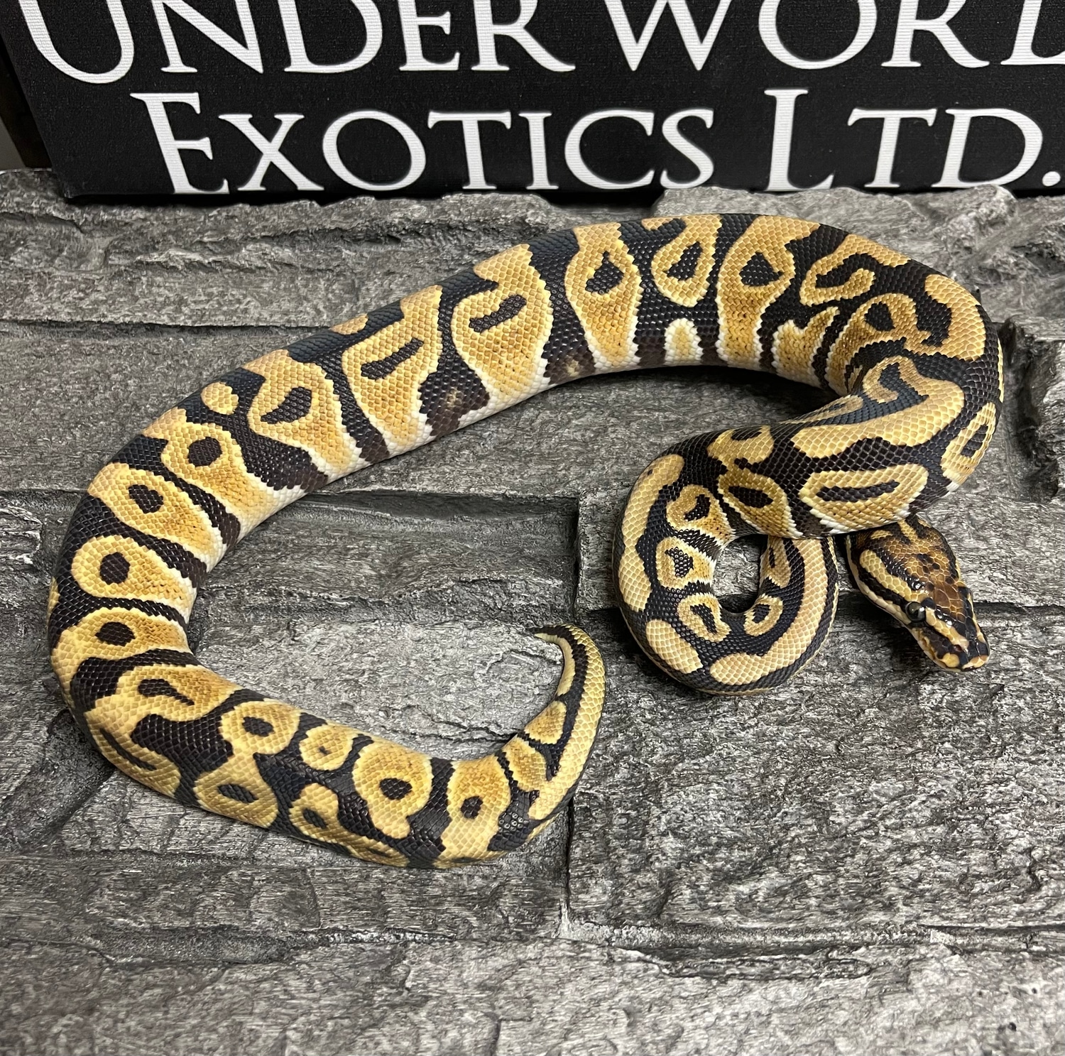 Orange Dream Spotnose Het Clown Ball Python by Underworld Exotics Ltd ...
