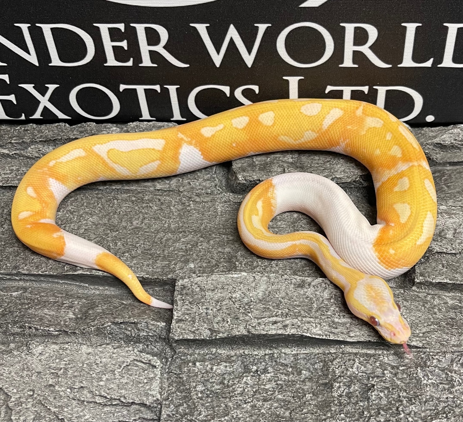 Dreamsicle Ball Python by Underworld Exotics Ltd. - MorphMarket