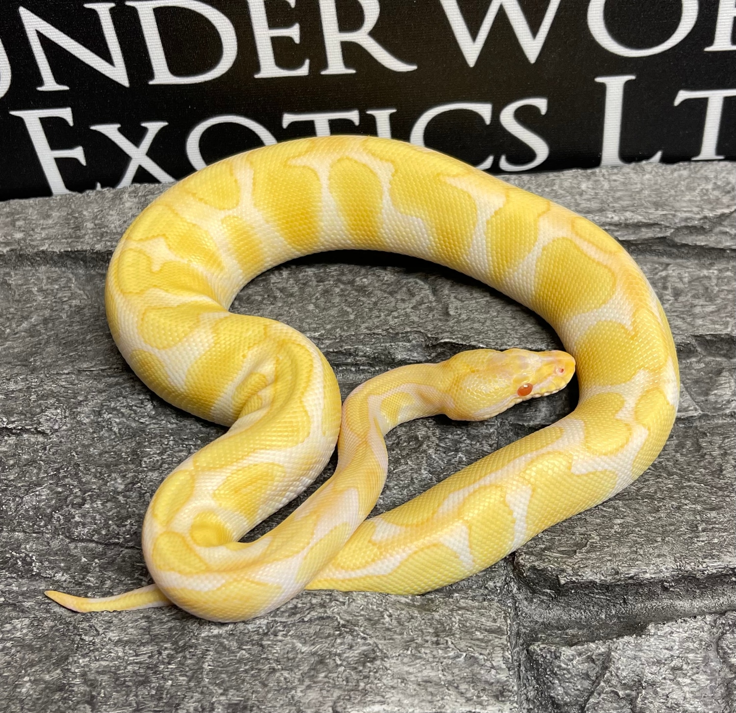 Enchi Toffino/Toffee Ball Python by Underworld Exotics Ltd. - MorphMarket