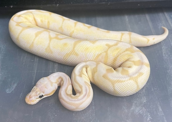 Banana/Coral Glow Queen Bee Ball Python by Underworld Exotics Ltd.