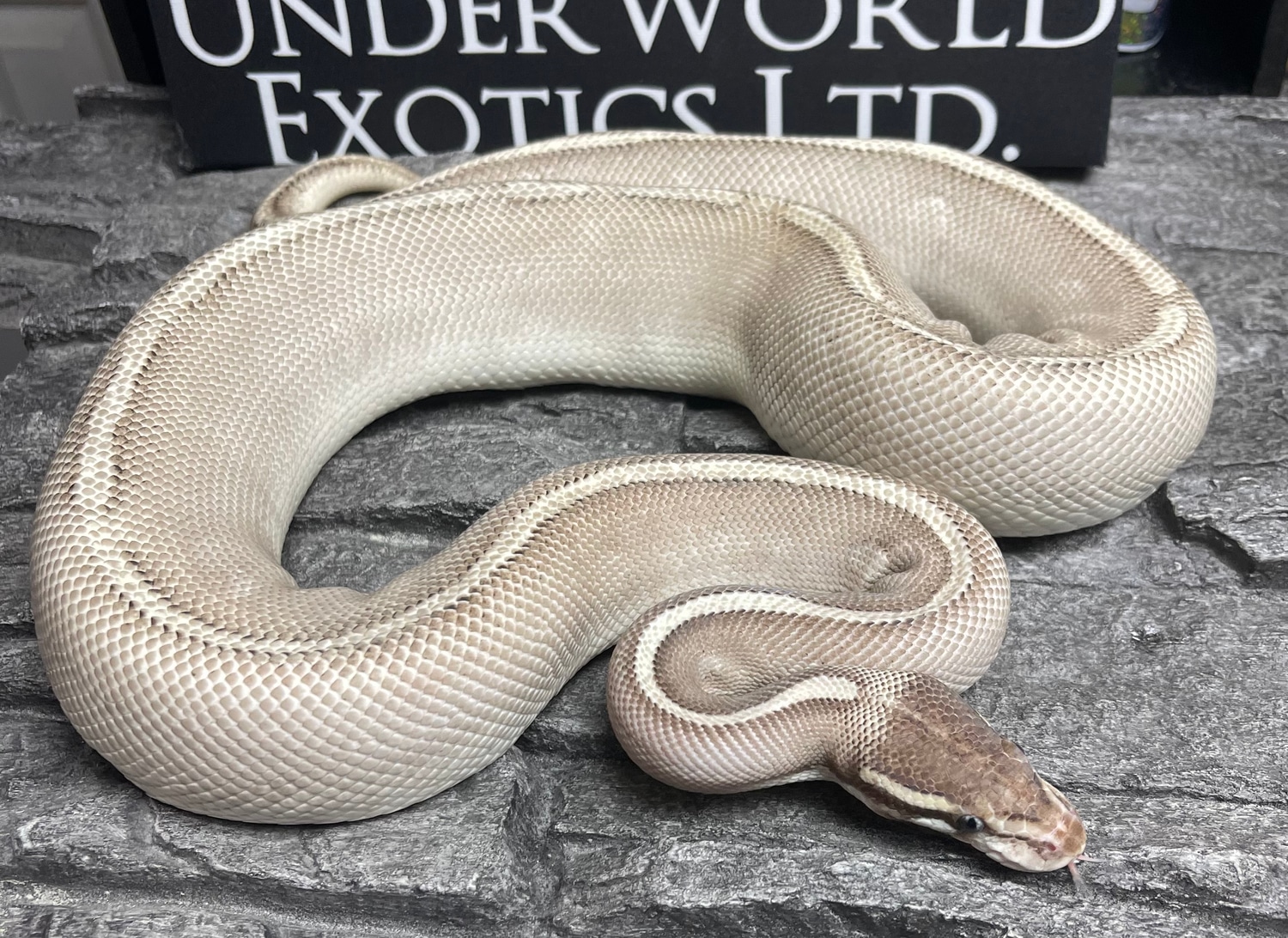 Mystic Potion PB Ball Python by Underworld Exotics Ltd. - MorphMarket