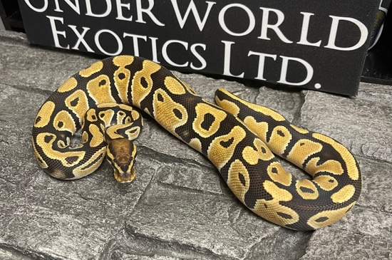 Orange Dream 50% Hypo/Clown Ball Python by Underworld Exotics Ltd.