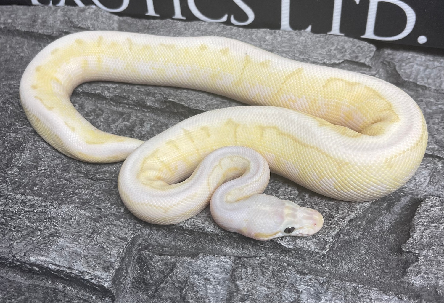 Coral Glow Queenspin Ball Python by Underworld Exotics Ltd. - MorphMarket
