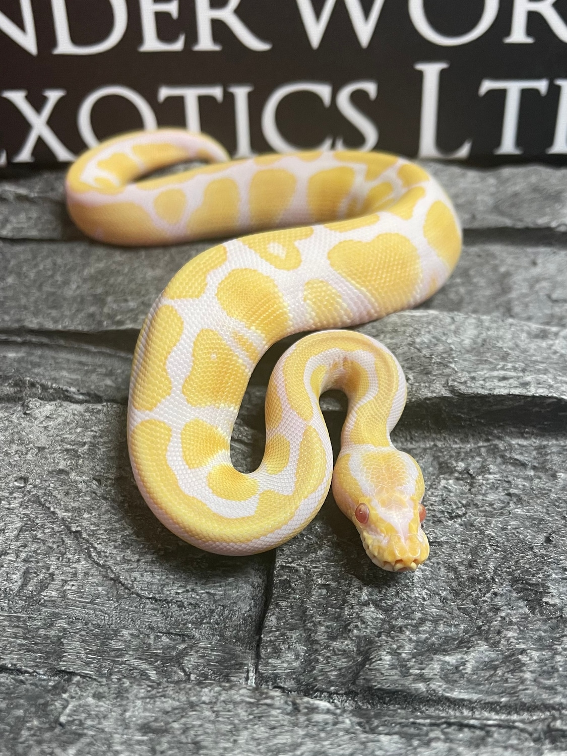 Toffino/Albino Ball Python by Underworld Exotics Ltd. - MorphMarket