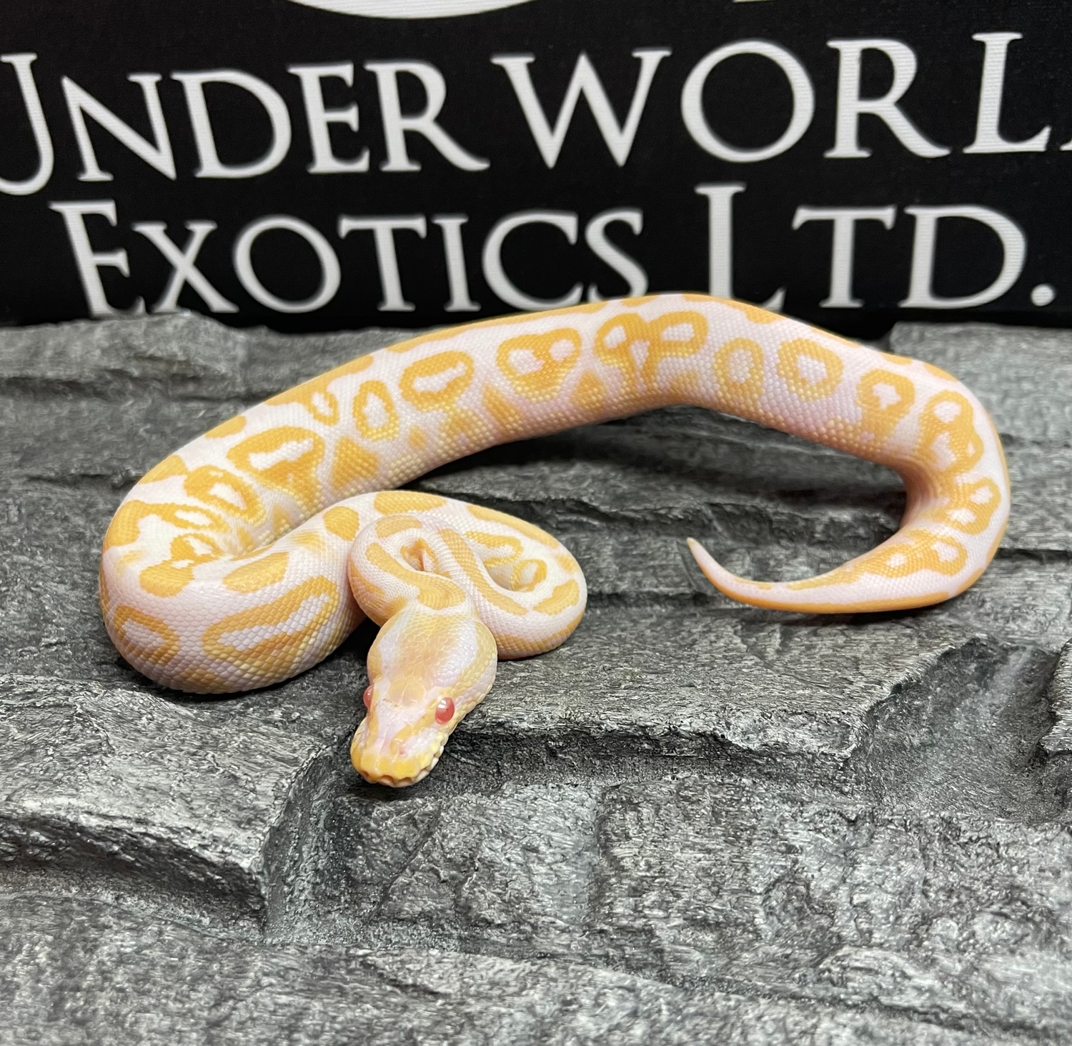 Black Pastel Albino Ball Python by Underworld Exotics Ltd. - MorphMarket