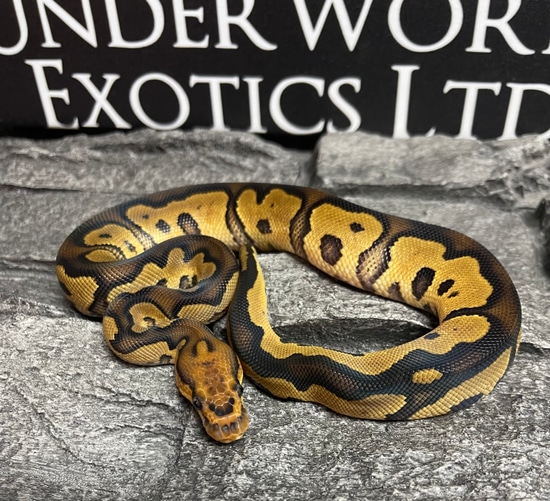 Chocolate Clown 50% Het Hypo Ball Python by Underworld Exotics Ltd.