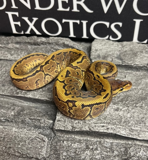 Pinstripe Yellow Belly Het Desert Ghost Ball Python by Underworld ...