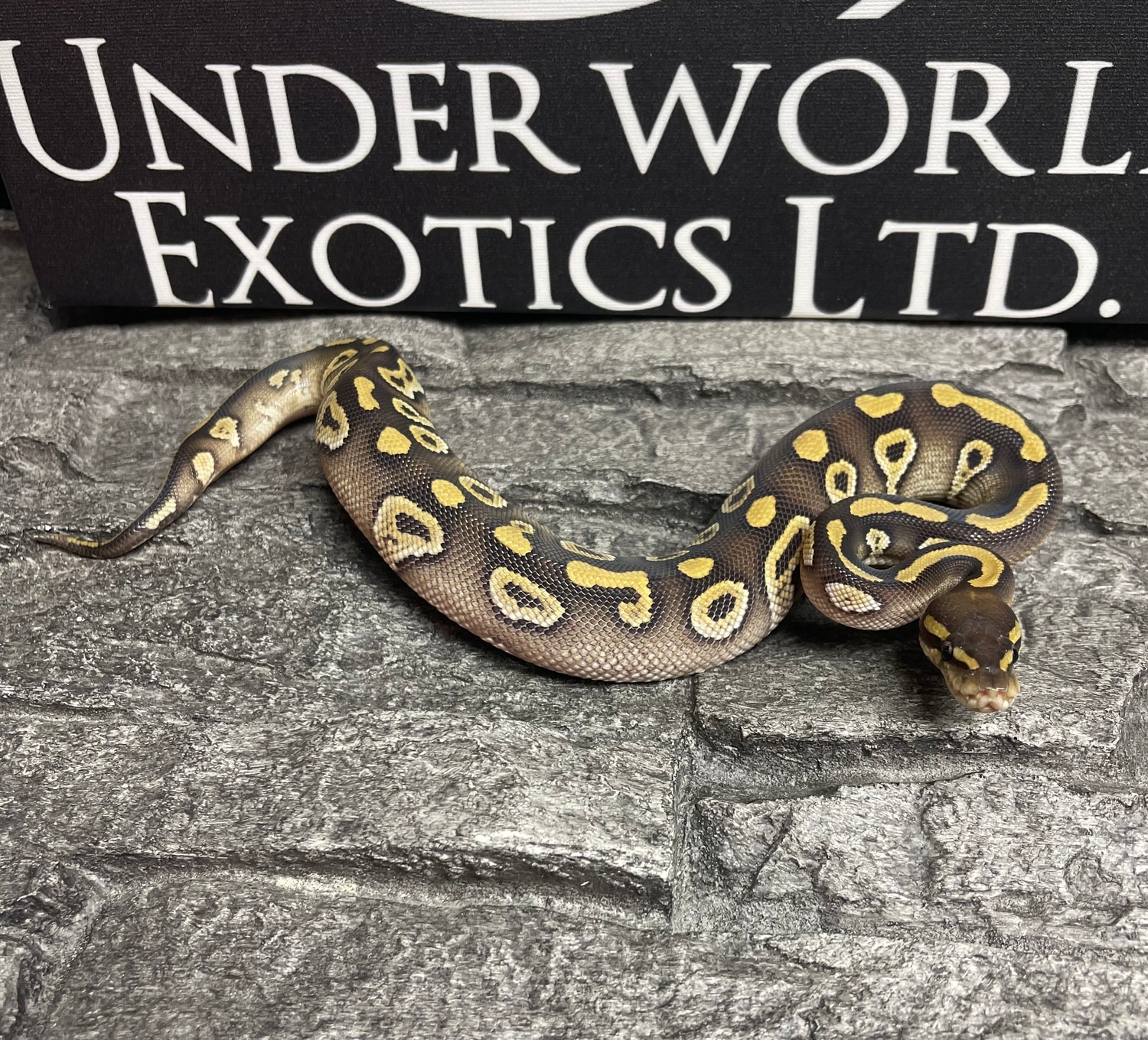Chocolate Mojave Het Hypo Ball Python by Underworld Exotics Ltd ...