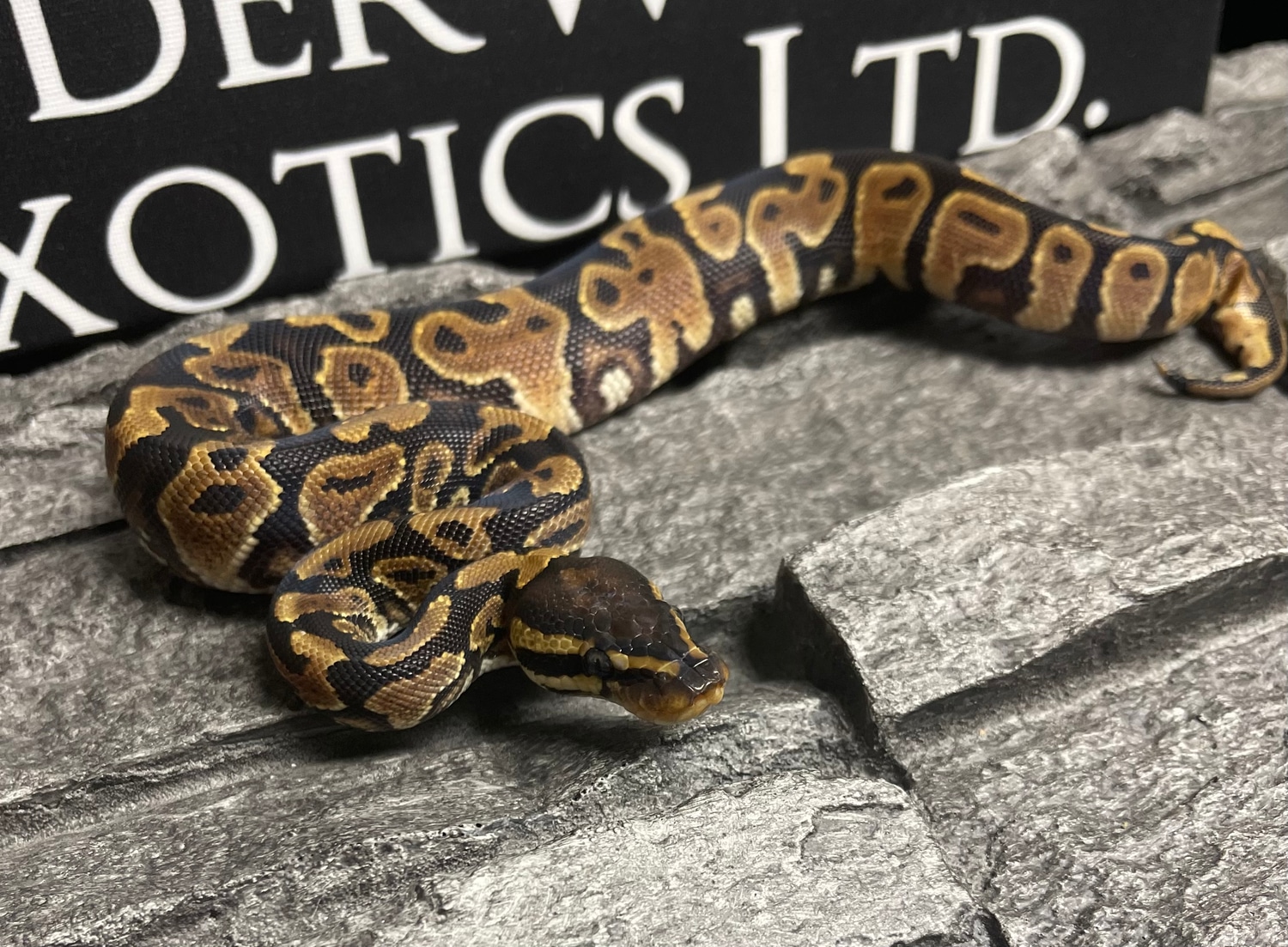 YellowBelly Het Desert Ghost Ball Python by Underworld Exotics Ltd ...