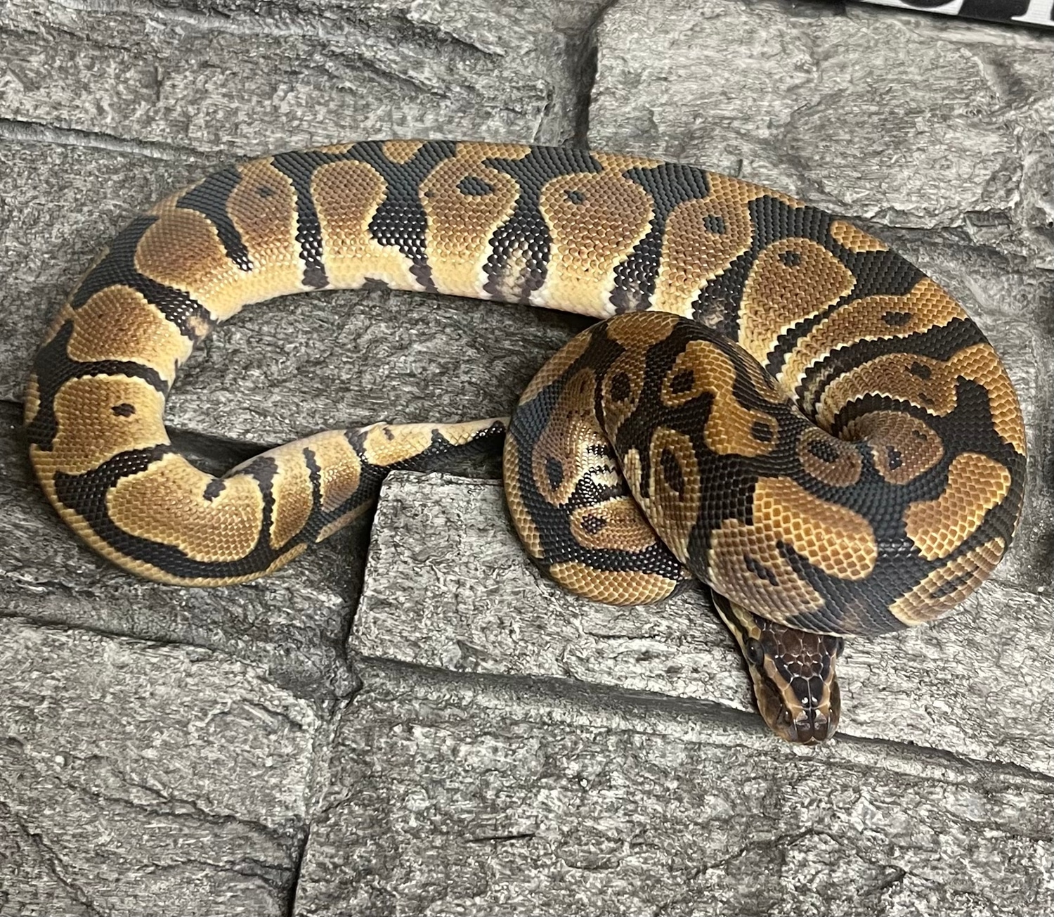 💯% Het Clown Ball Python by Underworld Exotics Ltd. - MorphMarket