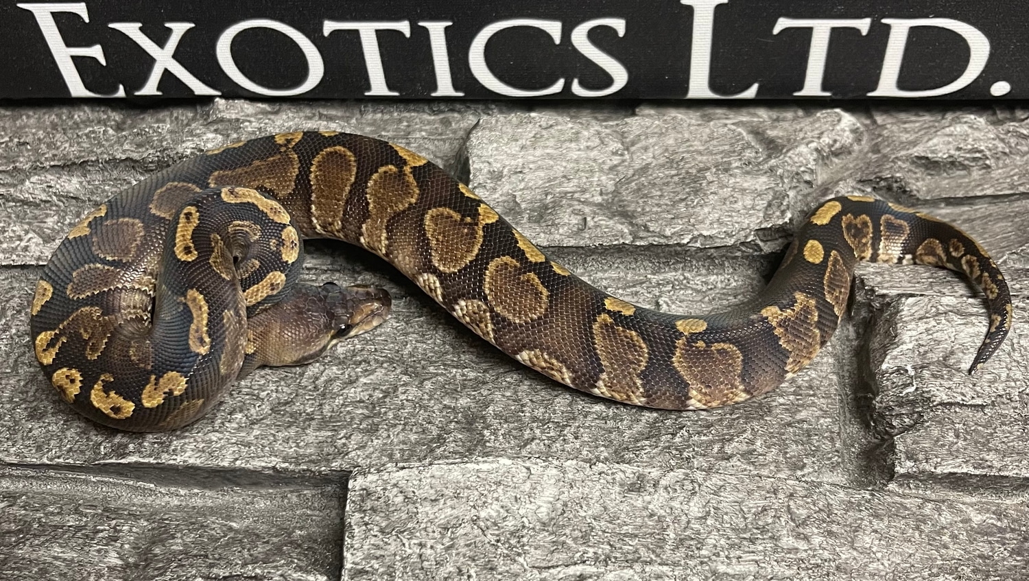 GHI Mahogany Ball Python by Underworld Exotics Ltd. - MorphMarket