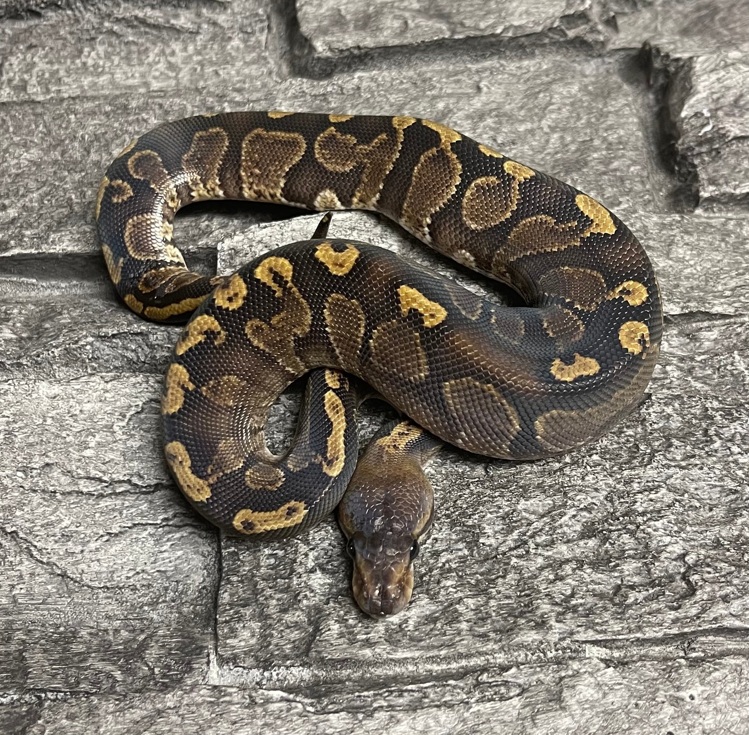GHI Mahogany Ball Python by Underworld Exotics Ltd. - MorphMarket