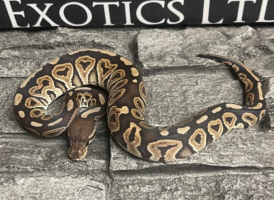 Cinnamon Ball Python by Underworld Exotics Ltd.