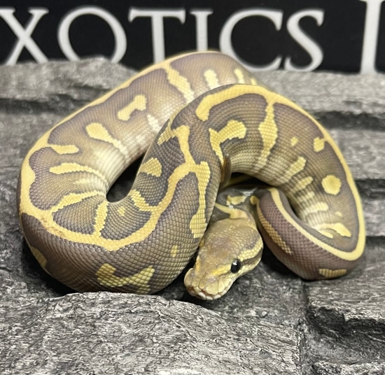 Hypo Chocolate Leopard Lesser Ball Python by Underworld Exotics Ltd.