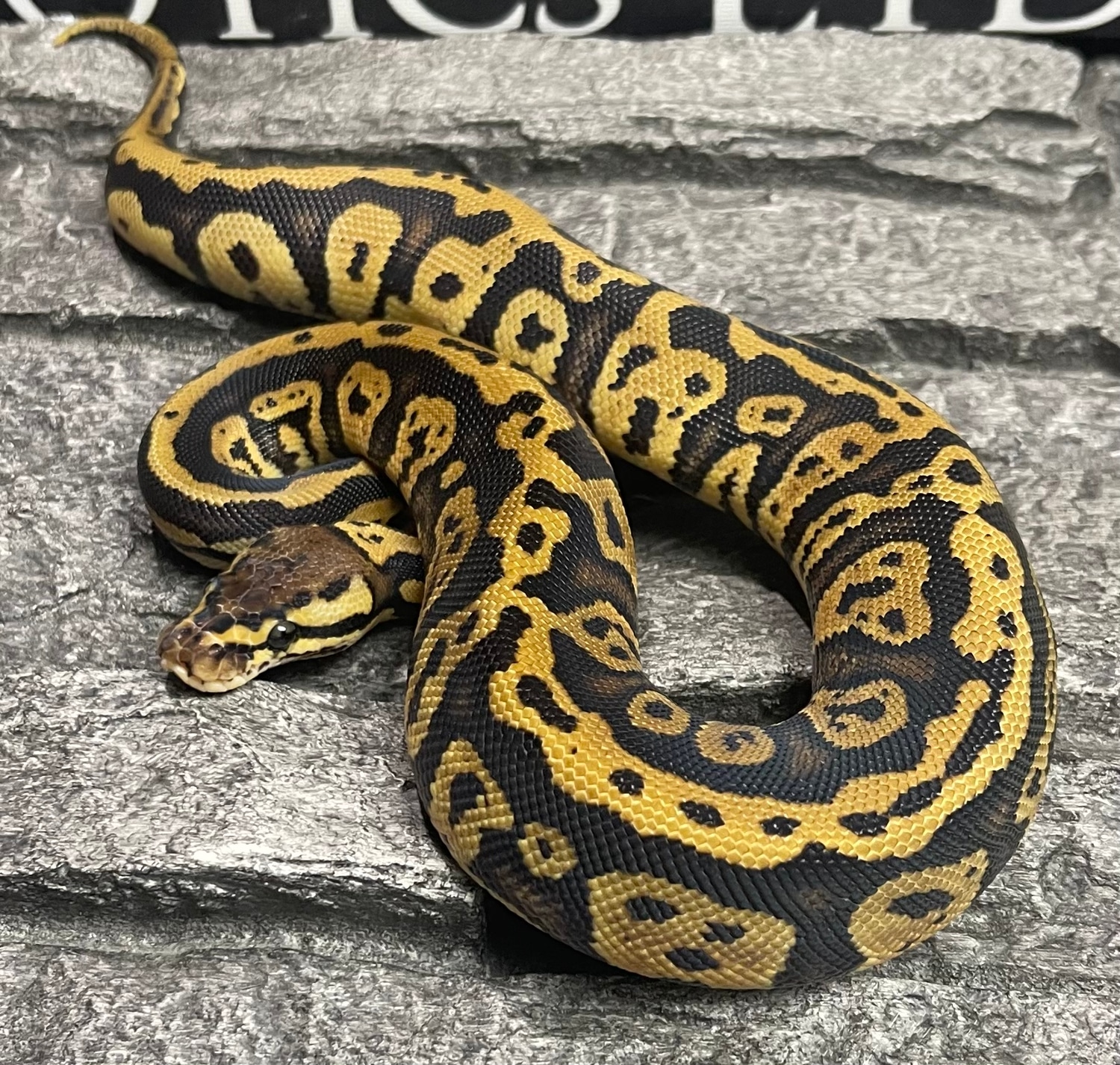Confusion Pastel 66% Het Clown Ball Python by Underworld Exotics Ltd. - MorphMarket