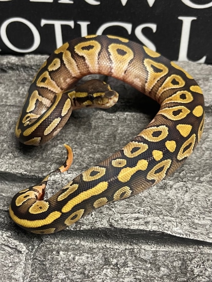 Mojave/Mystic Ball Python by Underworld Exotics Ltd.