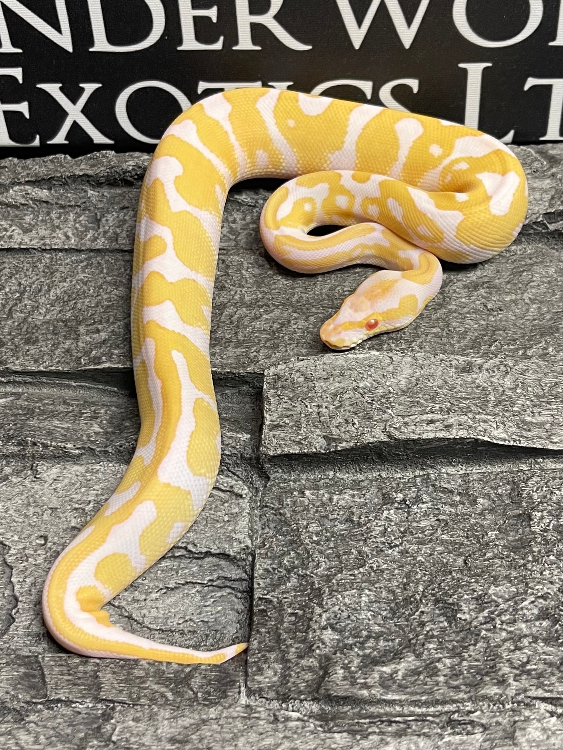 Albino Leopard Ball Python by Underworld Exotics Ltd. - MorphMarket