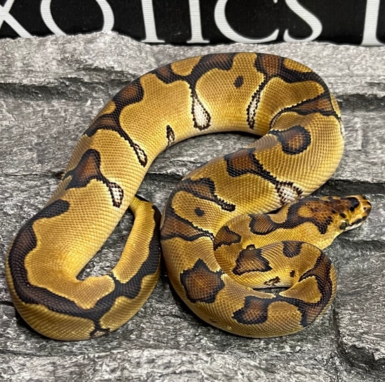 Enchi Clown Ball Python by Underworld Exotics Ltd.