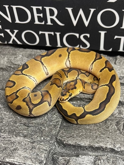 Enchi Clown Ball Python by Underworld Exotics Ltd.