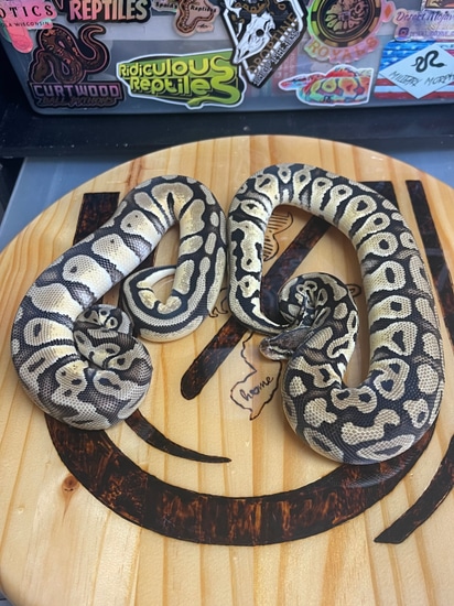 Clown Package Ball Python by Underworld Exotics Ltd.